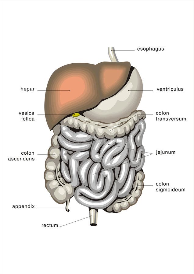 Human Digestive Tract System Stock Vector - Illustration of esophagus ...