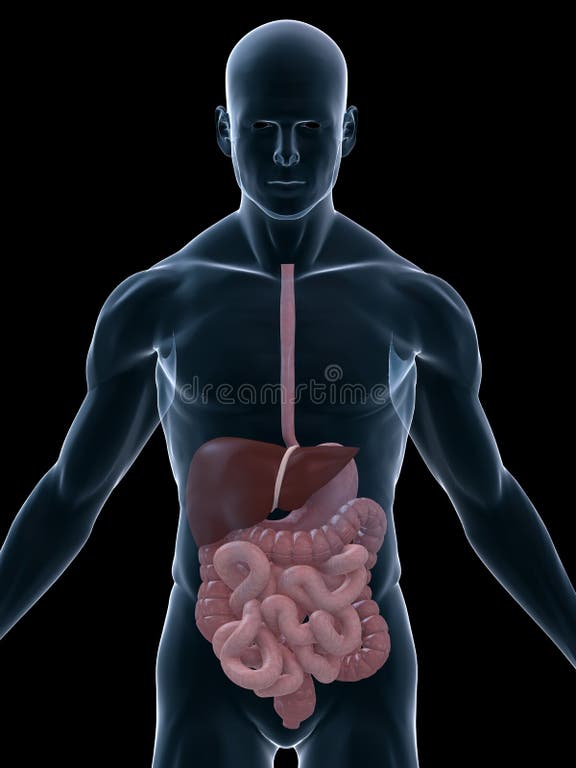 Digestive Systems Illustration Stock Illustrations – 592 Digestive ...