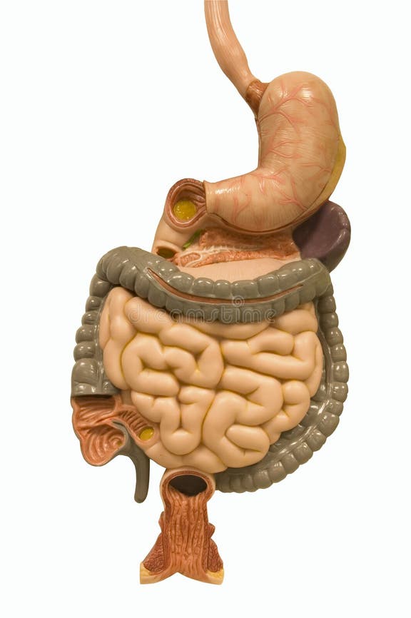 Digestive track stock photo. Image of intestine, track - 1539930