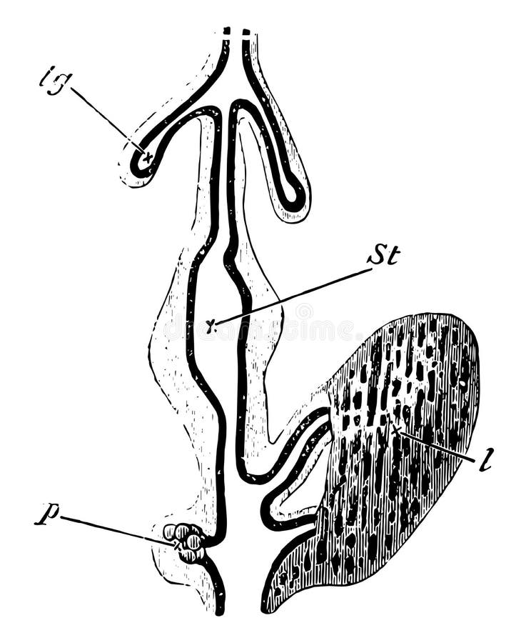 Digestive Tract of a Chick, Vintage Illustration Stock Vector ...