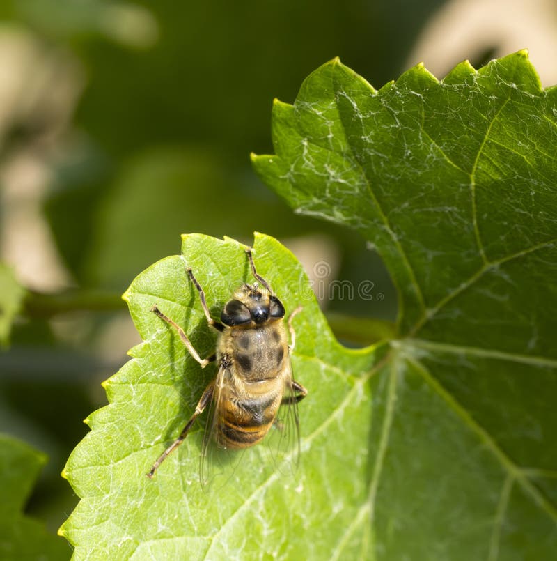 Digger Bea on the Green Leaf Stock Photo - Image of insect, natural ...