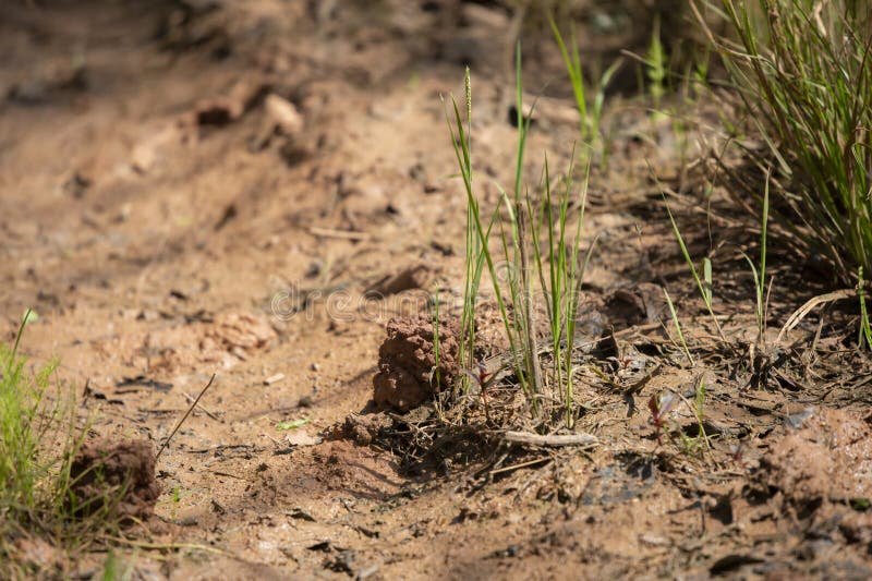 Digger Crawfish Chimney stock photo. Image of ecology - 291160600