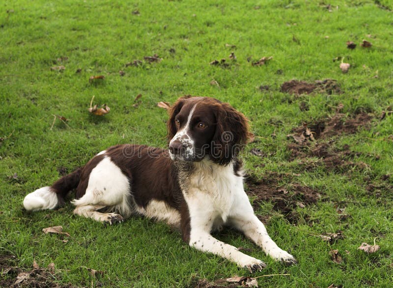 Digger Dog stock photo. Image of faithful, friend, lying - 1919152