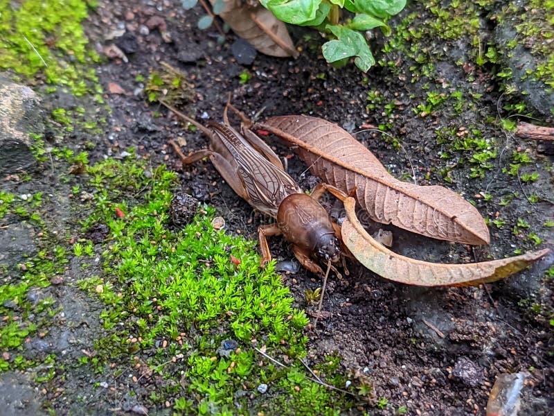 Digger Insect on the Ground Stock Image - Image of anjing, soil: 248957467
