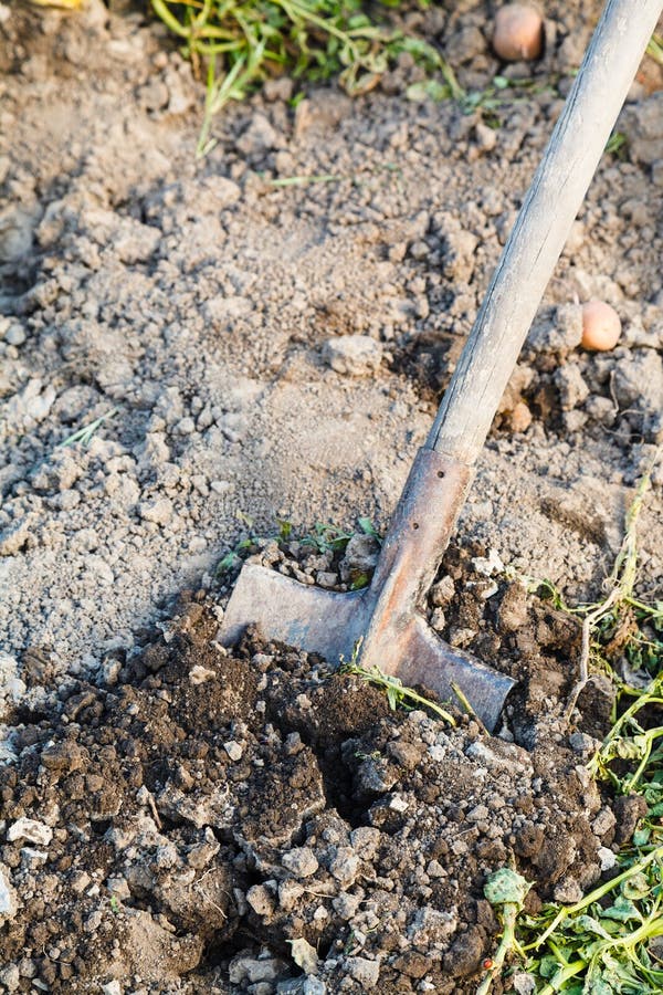 Digging of Agrarian Field by Spade Stock Photo - Image of rural, potato ...