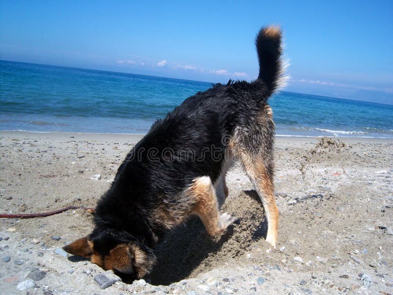 Digging dog stock image. Image of horizon, holiday, fetch - 5192463