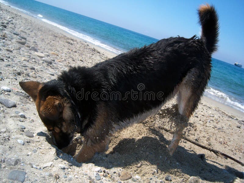 Digging dog stock image. Image of canine, blue, animal - 5192495