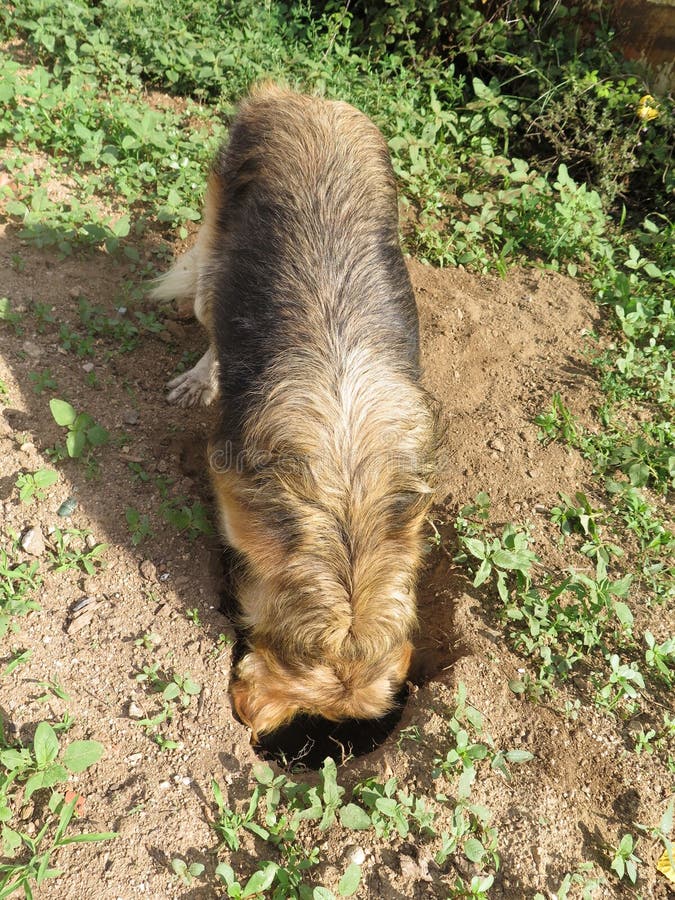 Digging dog stock photo. Image of happy, digging, mammal - 73778668