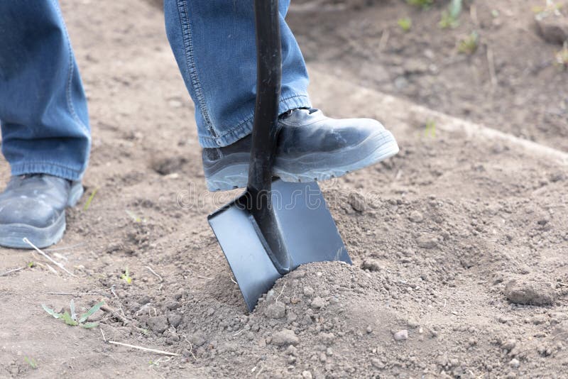 Digging the Earth with a Metal Shovel Stock Photo - Image of garden ...