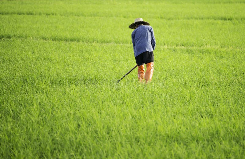 Digging Farmer in the Rice Field Stock Photo - Image of tree, cultivate ...