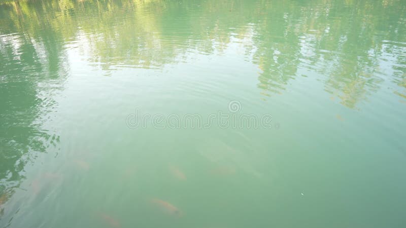 Digging a Fish Pond in the Garden. Stock Footage - Video of outdoors ...