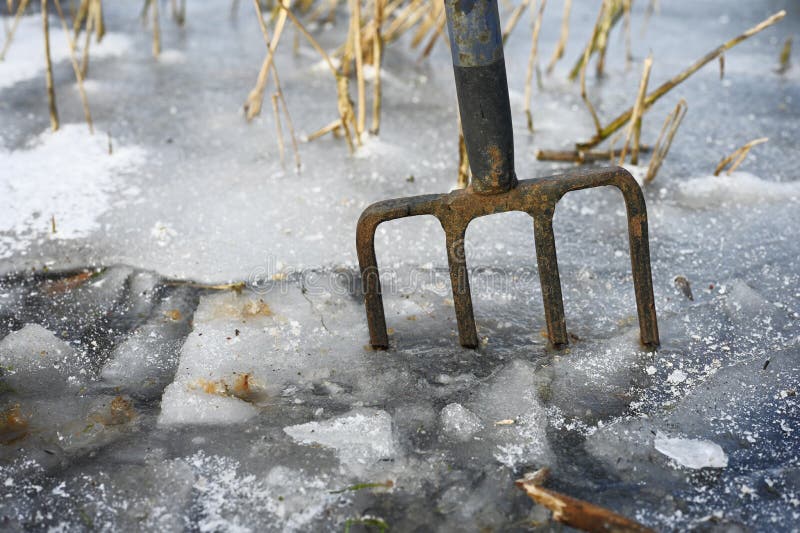 Digging fork in ice stock photo. Image of snow, stuck - 210246330