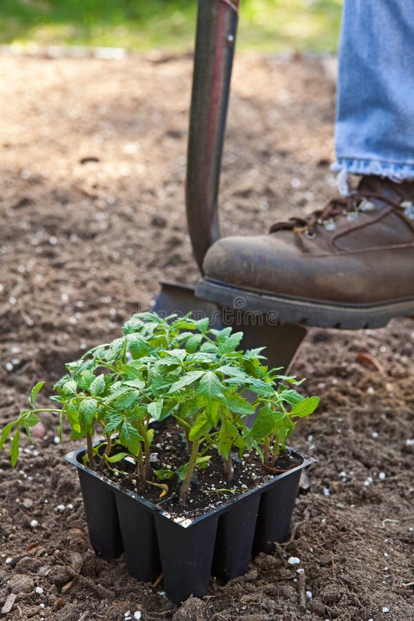 Digging in the Garden stock photo. Image of farmer, growing - 8950004