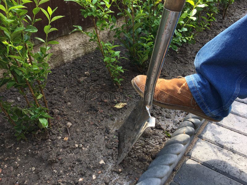 Digging garden with spade stock image. Image of leaves - 117403365
