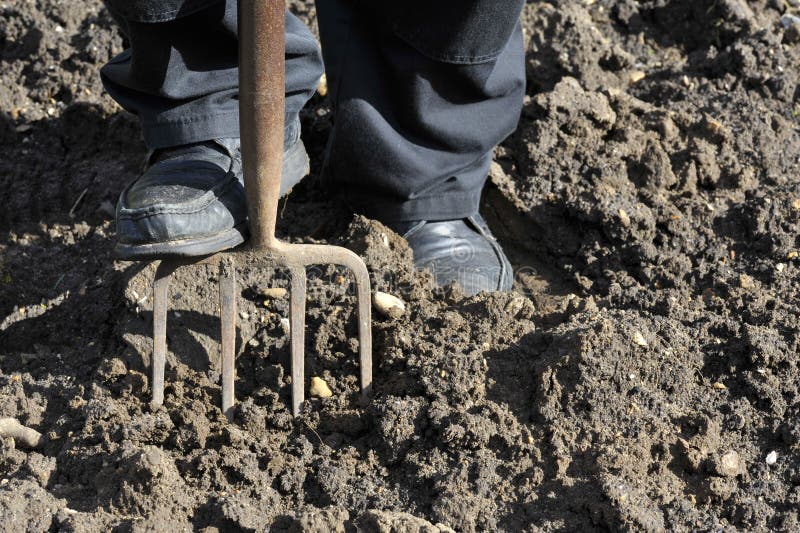 Digging stock image. Image of grow, garden, tools, gardener - 67793775