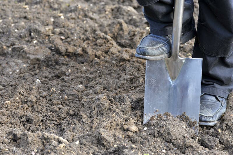 Digging stock photo. Image of digs, tool, prepare, fork - 67793996