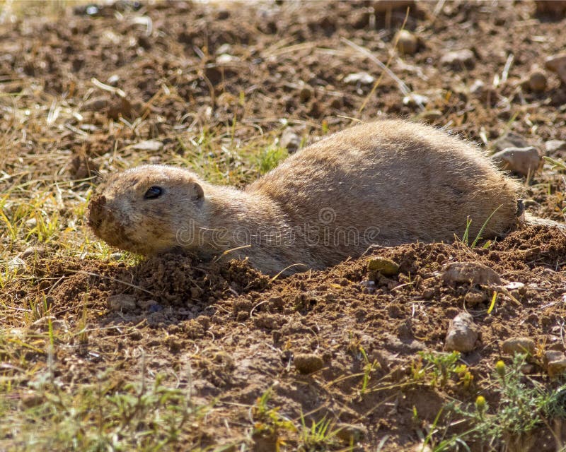 Digging prairie dog stock photo. Image of groundwork - 32974580