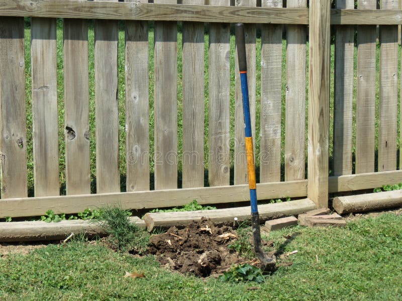 Digging Out A Dead Tree For Removal In A Garden Stock Photo - Image of ...