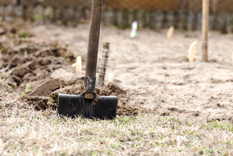 Digging in the Home Garden. Stock Photo - Image of gardener, plant ...