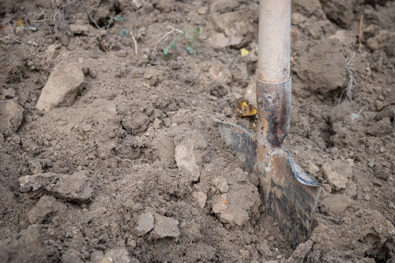 Digging Operations in a Vegetable Garden Stock Image - Image of ...