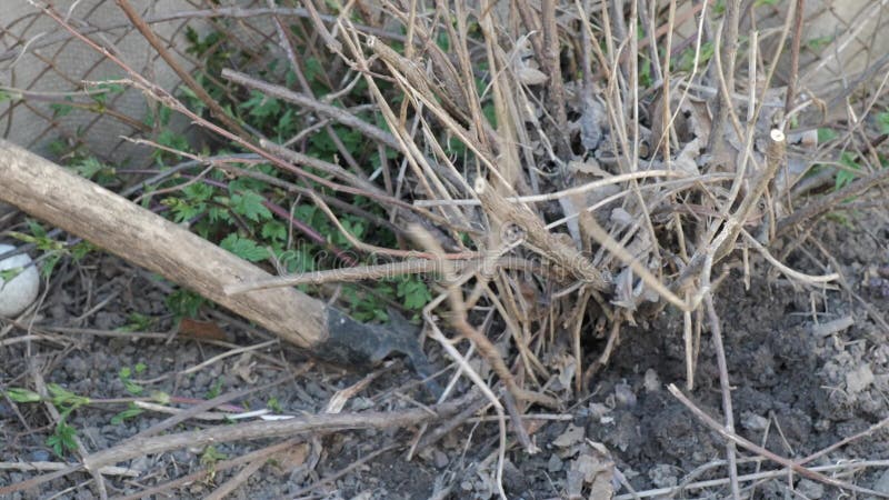 Digging Out a Dried Bush from the Ground. Stock Video - Video of shovel ...