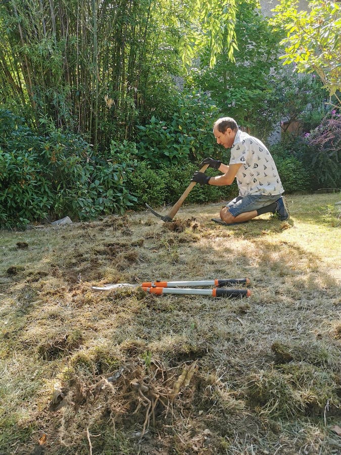 391 Invasive Roots Stock Photos - Free & Royalty-Free Stock Photos from ...