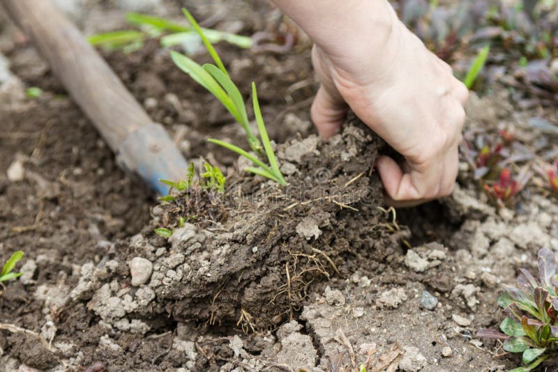 Digging out a lily stock image. Image of hobby, floral - 90593125