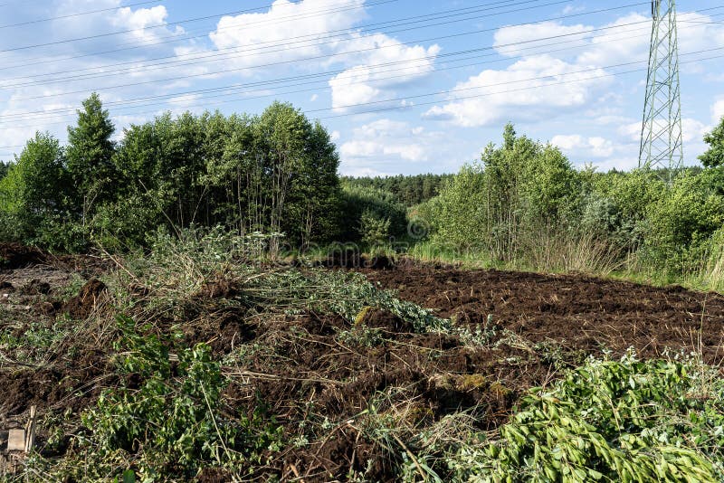Digging Out Peat from Marshy Swamps, Fallen Bushes and Trees Visible ...