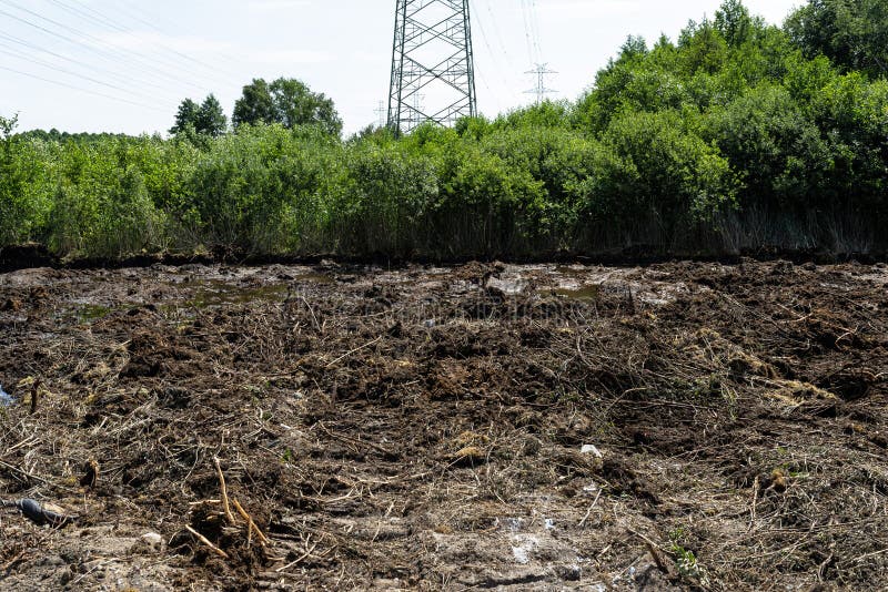 Digging Out Peat from Marshy Swamps, Fallen Bushes and Trees Visible ...