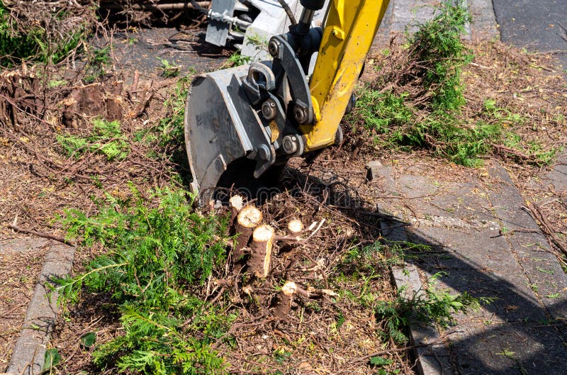 Digging Out of Trunk and Roots with Mini Excavator. Tree Stump Removal ...
