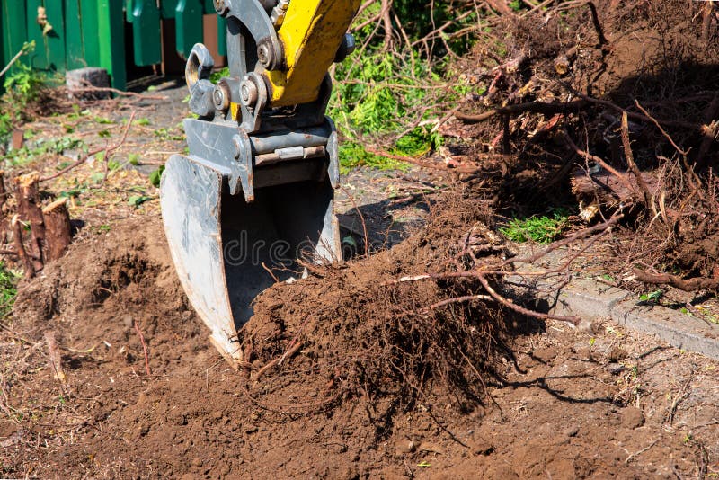 Digging Out of Trunk and Roots with Mini Excavator. Tree Stump Removal ...