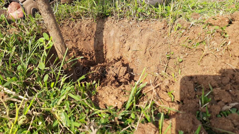 Digging a Pit for Planting a Tree. Stock Video - Video of tool, grass ...