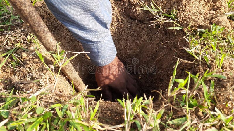 Digging a Pit for Planting a Tree. Stock Video - Video of worker ...