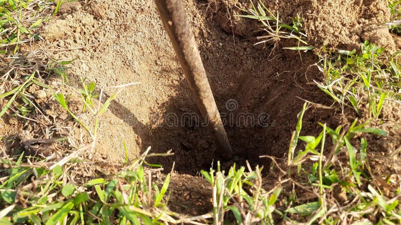 Digging a Pit for Planting a Tree. Stock Video - Video of worker ...