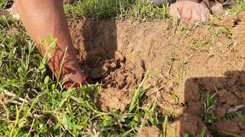 Digging a Pit for Planting a Tree. Stock Video - Video of closeup, tree ...