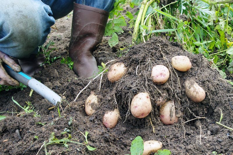 Digging potatoes stock image. Image of horticulture, farmer - 44328475