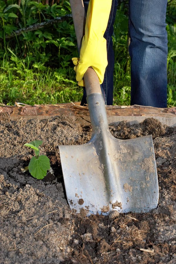 Digging by shovel stock photo. Image of digging, flowers - 963562