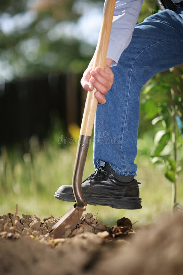 Man Digging in Vegetable Garden Stock Photo - Image of green, garden ...
