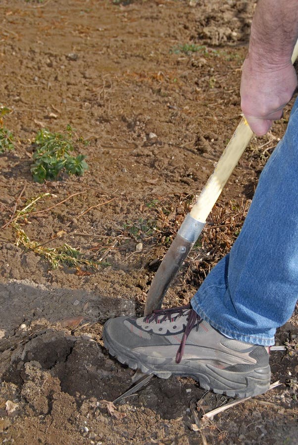 Digging soil stock photo. Image of growing, foot, breed - 4395104