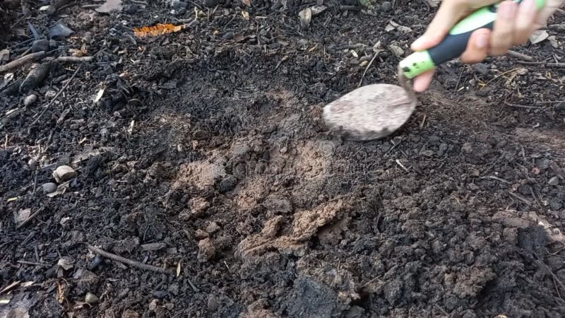 Digging the Soil As a Planting Medium Stock Footage - Video of ...