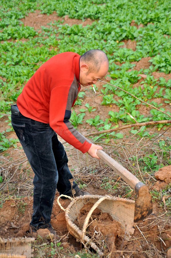 Digging Soil with Hoe editorial photography. Image of assistant - 37136957
