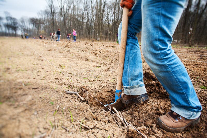 Digging Soil Using a Shovel Stock Image - Image of woods, shovel: 34645931