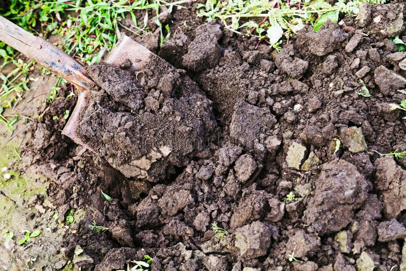 Digging with spade stock photo. Image of freshly, agrarian - 34251986