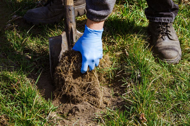 Close-up, Shallow DOF. Digging Spring Soil with Shovel Stock Photo ...