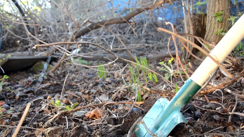 Digging Spring Soil with Shovel. Spring Work, Gardening Close-up ...