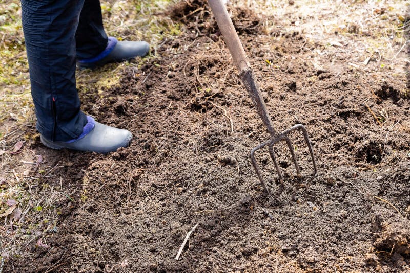 Work in a Garden,Digging Spring Soil with Spading Fork Close Up of ...