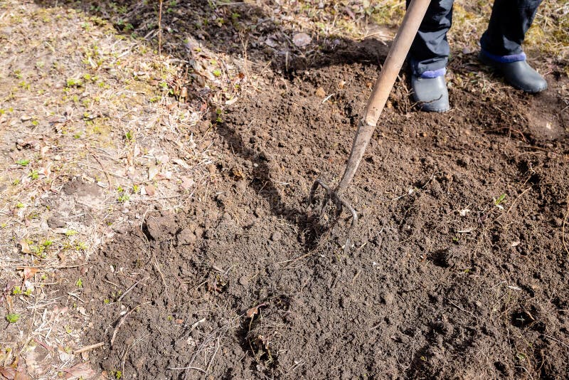 Work in a Garden,Digging Spring Soil with Spading Fork Close Up of ...