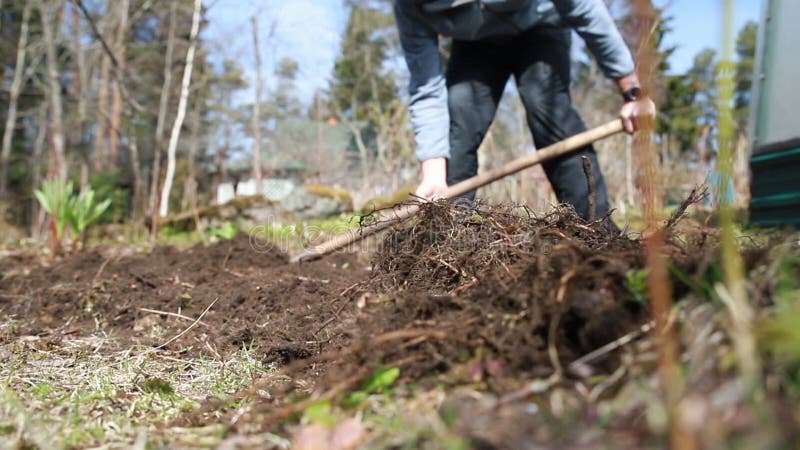 Digging Spring Soil with Spading Fork. Close Up of Digging Spring Soil ...