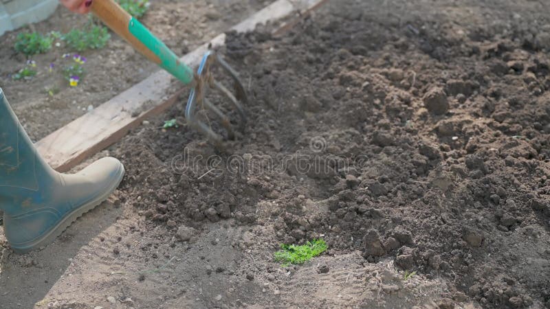 Close Up of Digging Spring Soil with Shovel Preparing it for New Sowing ...