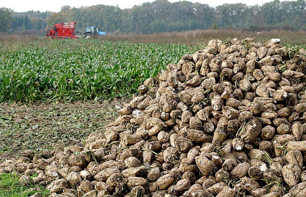 Digging of sugar-beets stock image. Image of field, agriculture - 1534571